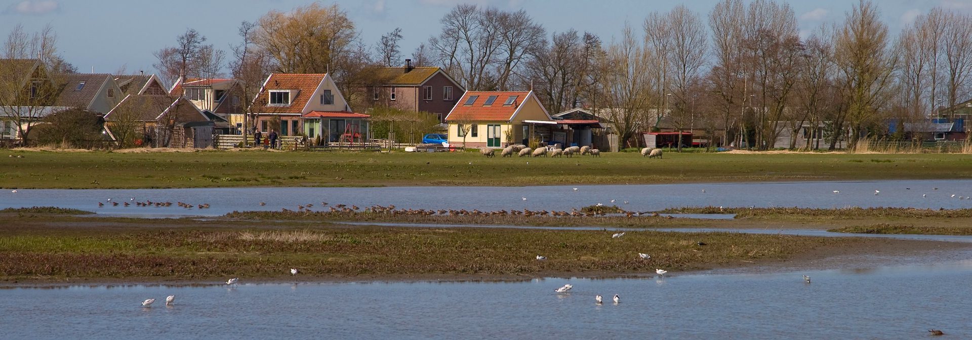 Noordse woelmuis, leefgebied en Omgevingswet | Ecoresult