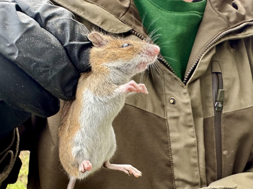 Noordse woelmuis, leefgebied en Omgevingswet | Ecoresult